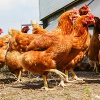 Alles voor uw agrarische onderneming! Farmers4All